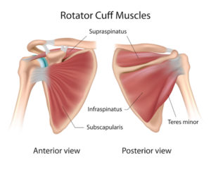 How to Work Around a Rotator Cuff Injury | BarBend
