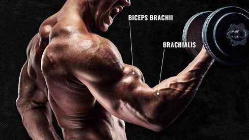 Bicep Workouts for Strength With the Best Bicep Exercises | BarBend