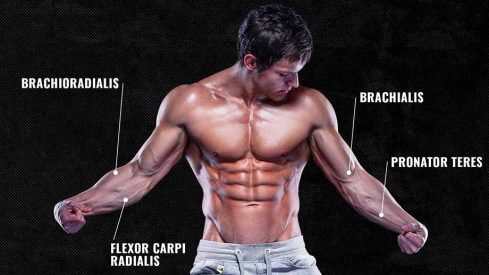 The Best Forearm Exercises for Strength, Plus 4 Workouts | BarBend