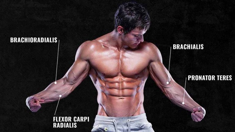 The Best Forearm Exercises for Strength, Plus 4 Workouts | BarBend