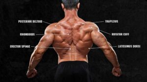 The 12 Best Upper Back Exercises for Muscle Growth | BarBend