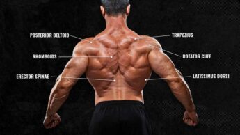 12 Best Back Exercises for Strength and Pain Prevention | BarBend