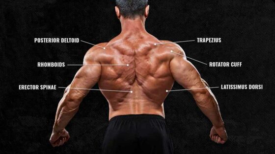 The Anatomy of Your Back Muscles, Explained (and How to Train Them ...