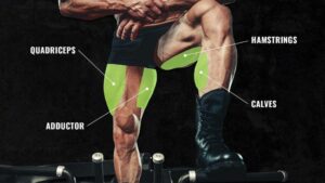 The Anatomy of Your Leg Muscles, Explained (and How To Train Them ...