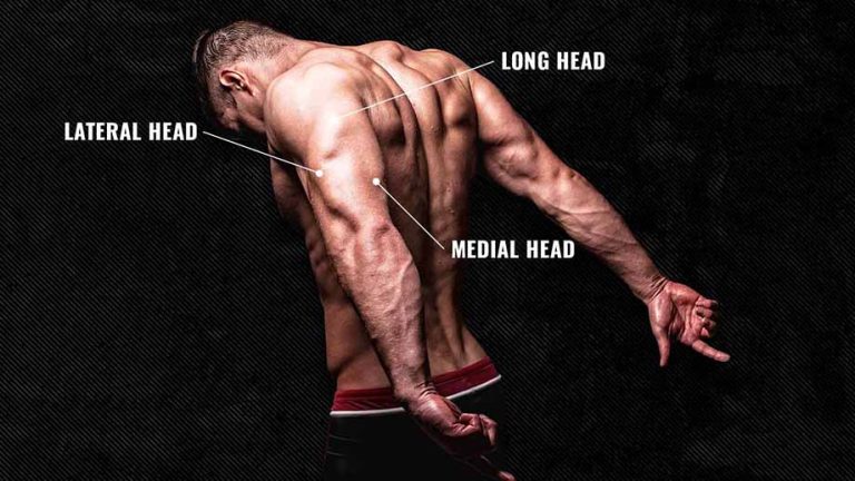 The 15 Best Tricep Exercises for Building Muscle | BarBend