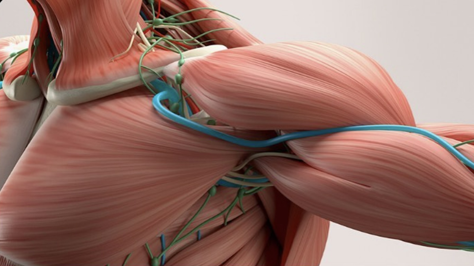 Muscle Memory: What It Is, + How It Helps You Build Muscle Faster | BarBend